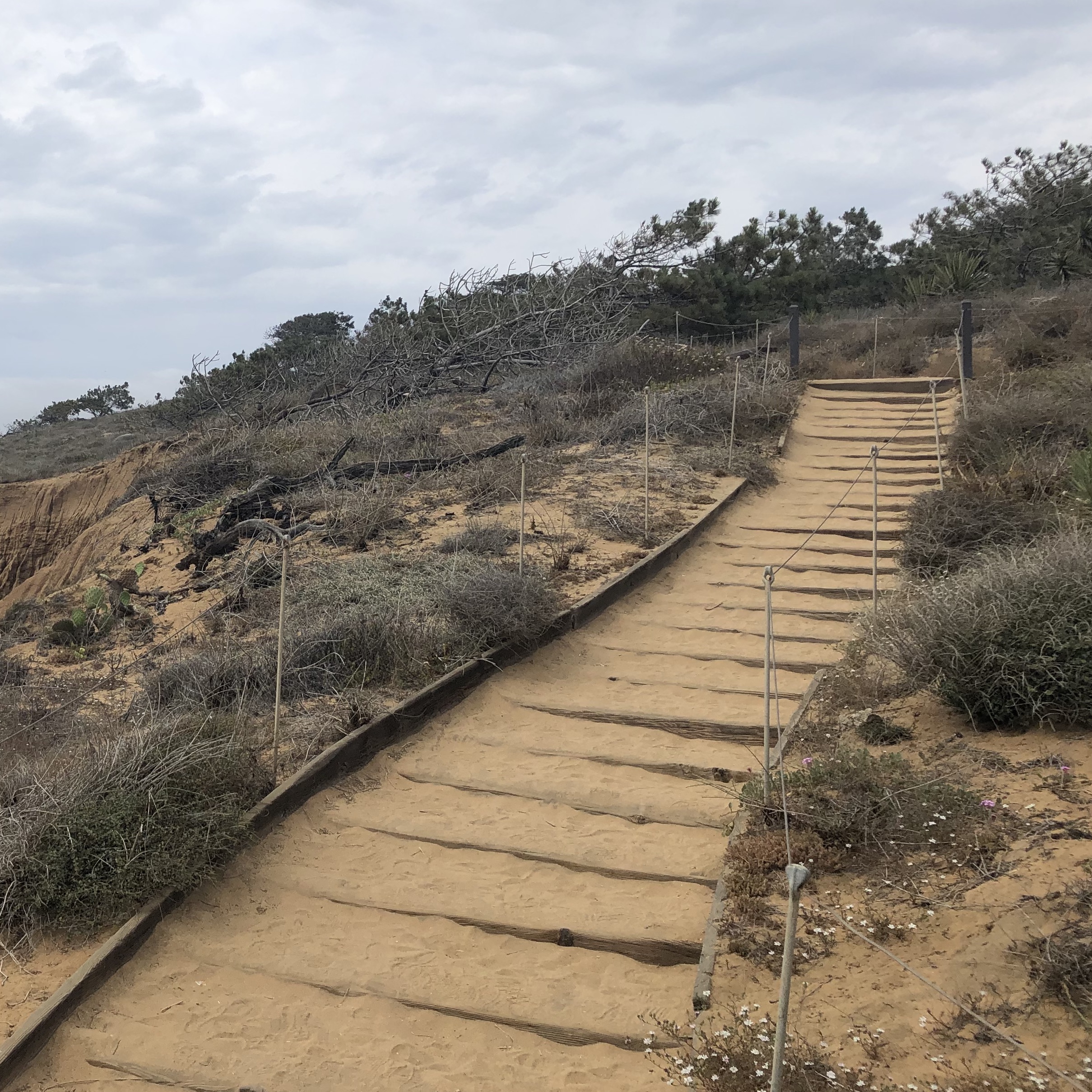 The Steps Forward - Michelle Klinger