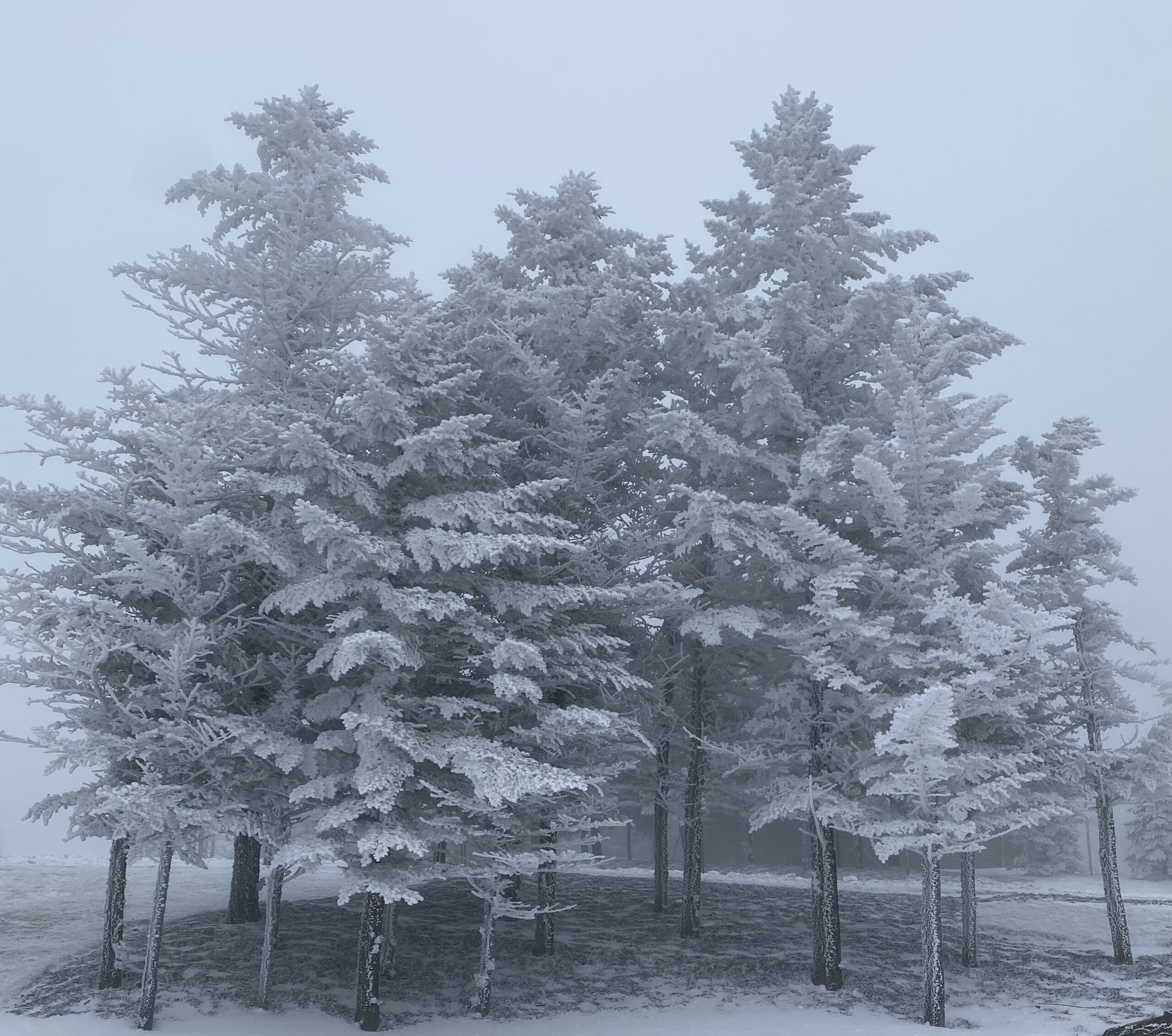 A Hockey Town In The Forest - Michelle Klinger